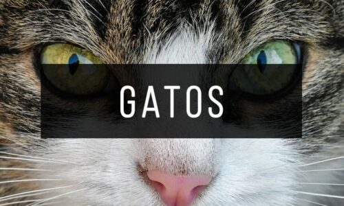 Los Mejores 15 Libros de Gatos | InfoLibros.org